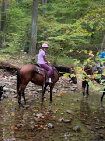 Quarab Gelding For Sale In Pennsylvania - Handsome Trail Horse Deluxe ...