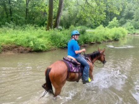 Quarab Gelding For Sale In Pennsylvania - Handsome Trail Horse Deluxe ...