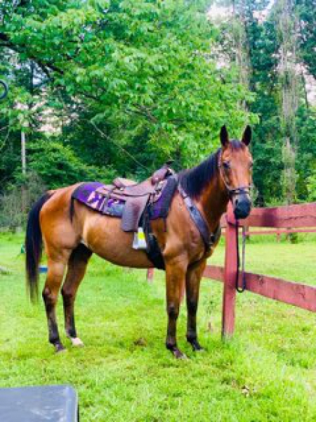 Quarab Gelding For Sale In Pennsylvania - Handsome Trail Horse Deluxe ...