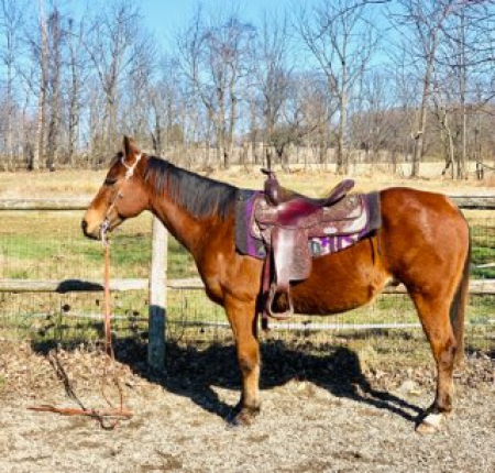 Quarab Gelding For Sale In Pennsylvania - Handsome Trail Horse Deluxe ...