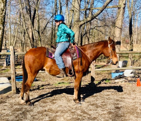 Quarab Gelding For Sale In Pennsylvania - Handsome Trail Horse Deluxe ...