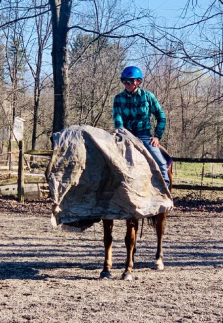 Quarab Gelding For Sale In Pennsylvania - Handsome Trail Horse Deluxe ...