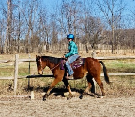 Quarab Gelding For Sale In Pennsylvania - Handsome Trail Horse Deluxe ...