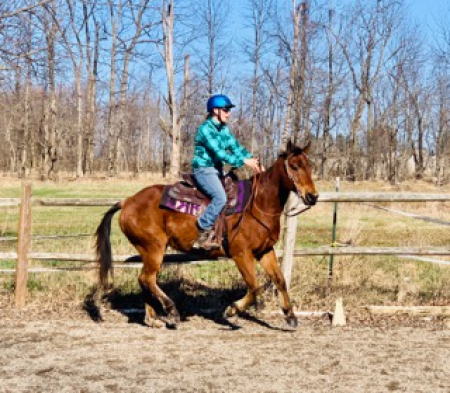Quarab Gelding For Sale In Pennsylvania - Handsome Trail Horse Deluxe ...