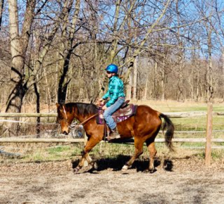 Quarab Gelding For Sale In Pennsylvania - Handsome Trail Horse Deluxe ...