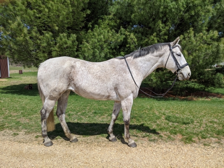 Appendix Quarter Horse Mare For Sale In Iowa - Sophie Smooth ...