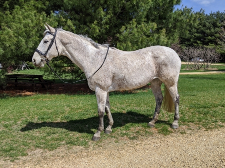 Appendix Quarter Horse Mare For Sale In Iowa - Sophie Smooth ...