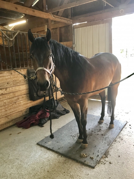 Appendix Quarter Horse Gelding For Sale In Virginia - Toogoodtobegrey ...