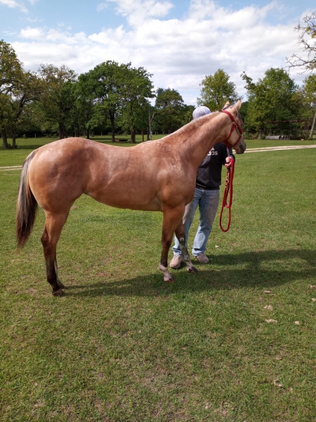 Pinto Filly For Sale In Texas - Great Group Of Halter Horses For Sale ...