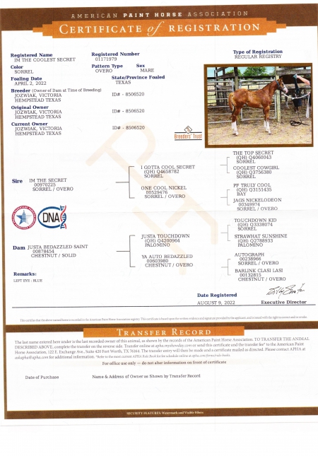American Paint Horse Association Mare For Sale In Texas - Im The ...