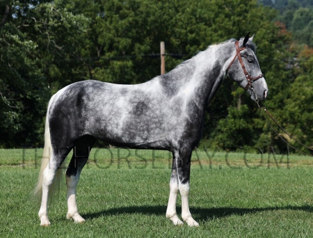 Tennessee Walking Horses Gelding For Sale In Kentucky - Dappled Grey ...