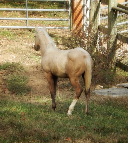 American Quarter Horse Filly For Sale In Kentucky - Cowy Bred Filly ...
