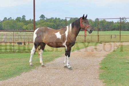 Spotted Draft Mare For Sale In Texas - Bay Spotted Draft (SDHR) English/Western Riding Trail ...