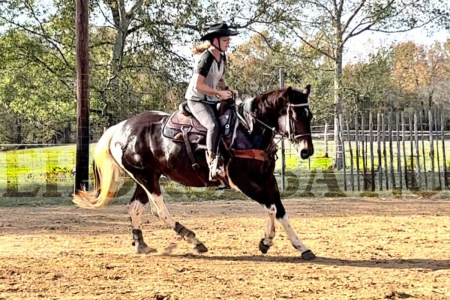 Spotted Draft Mare For Sale In Texas - Bay Spotted Draft (SDHR) English ...
