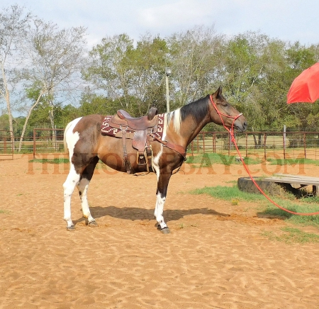 Spotted Draft Mare For Sale In Texas - Bay Spotted Draft (SDHR) English ...