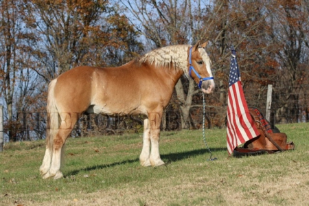 Belgian Gelding For Sale In Kentucky - Belgian Cross Sorrel Dun Trail ...