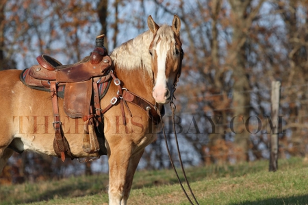 Belgian Gelding For Sale In Kentucky - Belgian Cross Sorrel Dun Trail ...