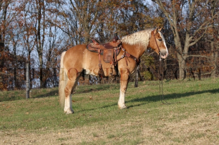 Belgian Gelding For Sale In Kentucky - Belgian Cross Sorrel Dun Trail ...