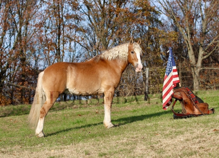 Belgian Gelding For Sale In Kentucky - Belgian Cross Sorrel Dun Trail ...