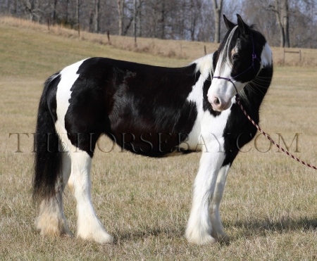 Gypsy Cob Mare For Sale In Kentucky - Registered Black & White Paint ...
