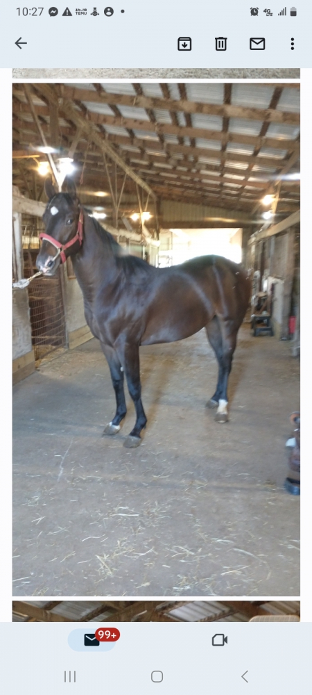 Appaloosa Colt For Sale In Oklahoma - IMA A FEW SPOT FANCY PANTS ...