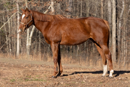 Appendix Quarter Horse Mare For Sale In Georgia - Reba - MyHorseForSale ...