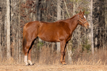 Appendix Quarter Horse Mare For Sale In Georgia - Reba - MyHorseForSale ...