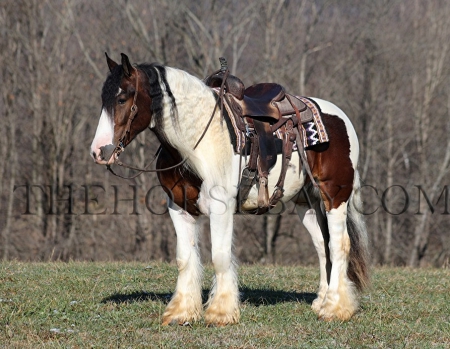 Gypsy Vanner Gelding For Sale In Kentucky - Bay Tobiano Registerd Gypsy ...