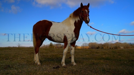 Missouri Fox Trotting Horse Mare For Sale In Missouri - Registered ...